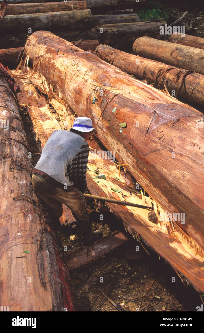 Yellow meranti tree hi-res stock photography and images - Alamy