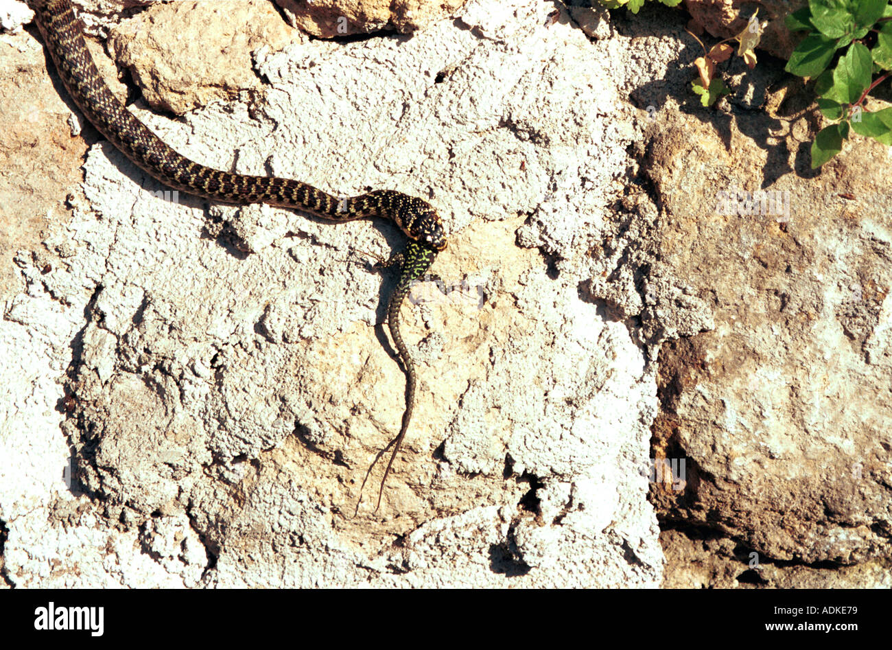 snake eating gecko lizard Stock Photo - Alamy