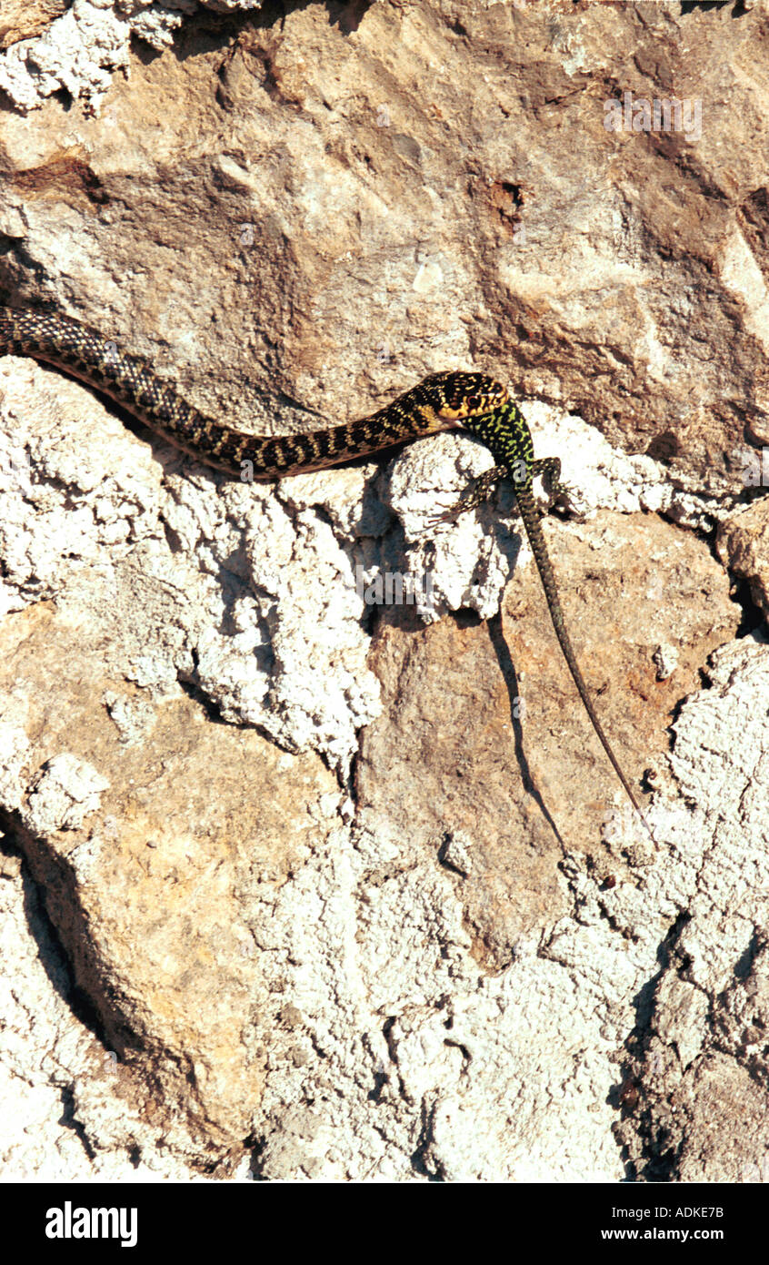 snake eating gecko lizard Stock Photo - Alamy