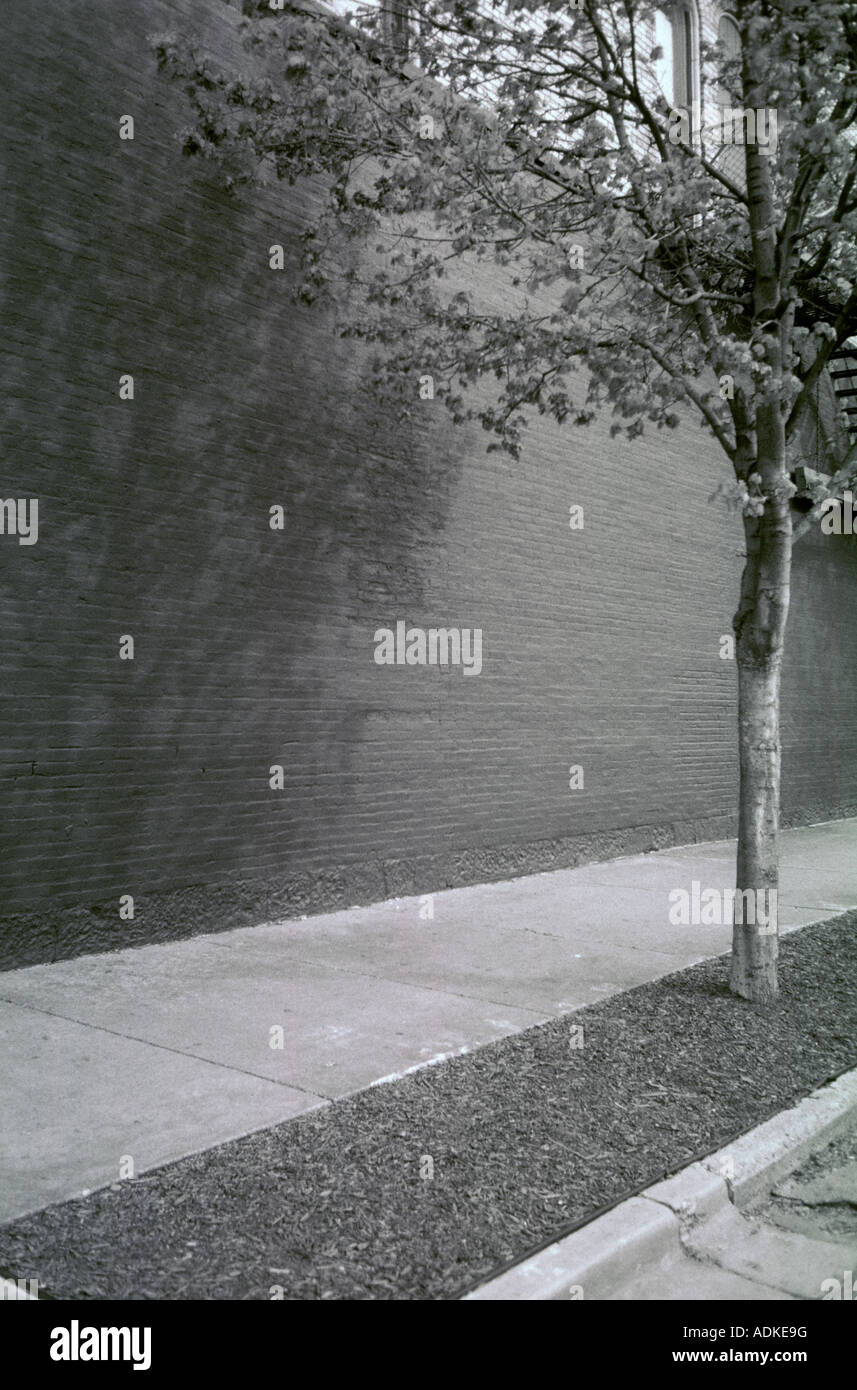 Single tree and sidewalk or pavement with shadow on wall Stock Photo ...