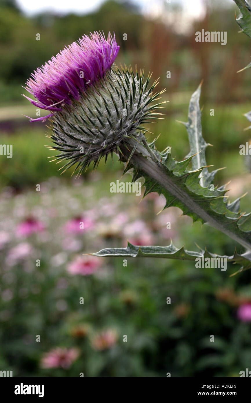 Cotton thistle onopordon acanthium hi-res stock photography and images ...