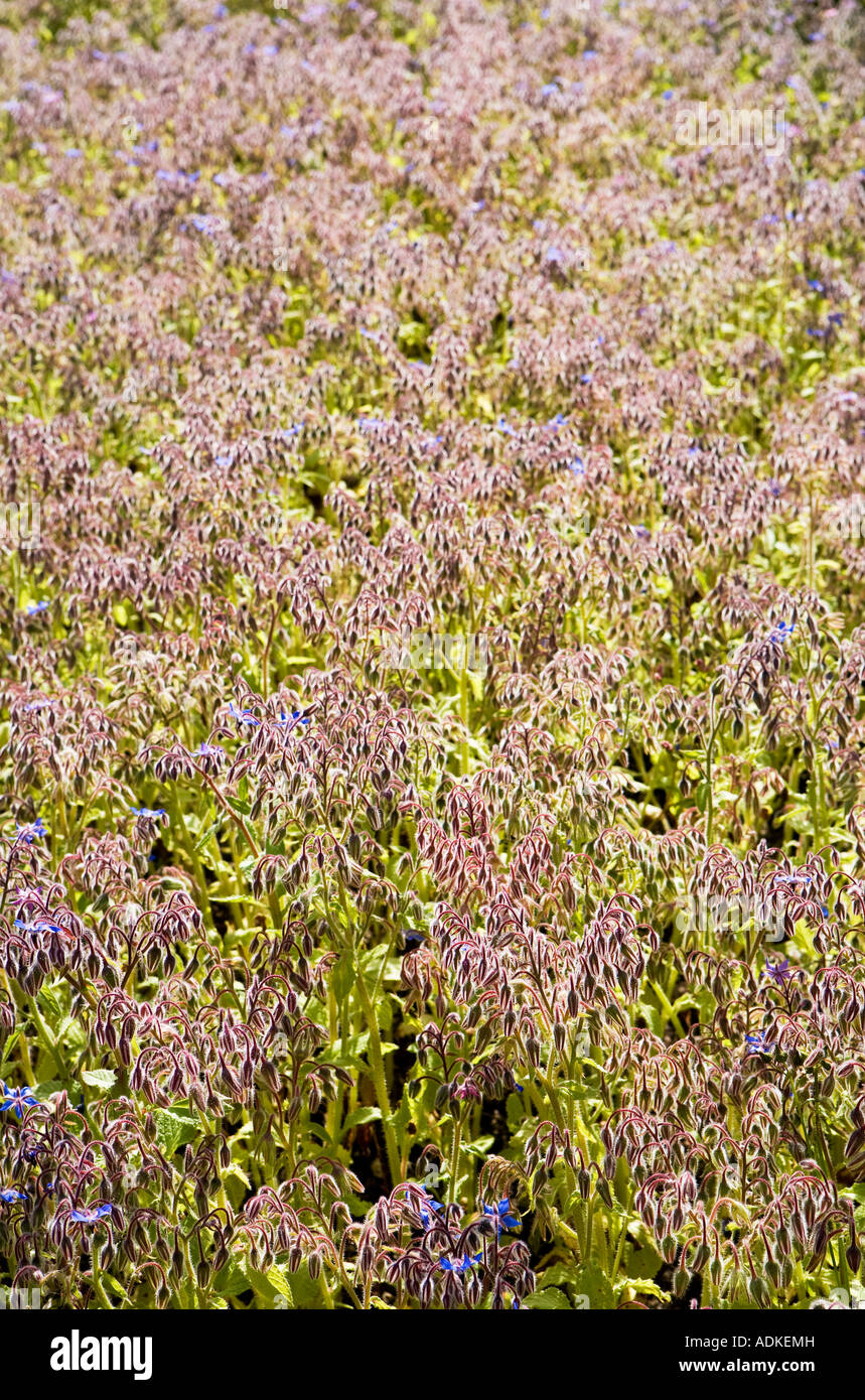 Borage field in seed Stock Photo - Alamy