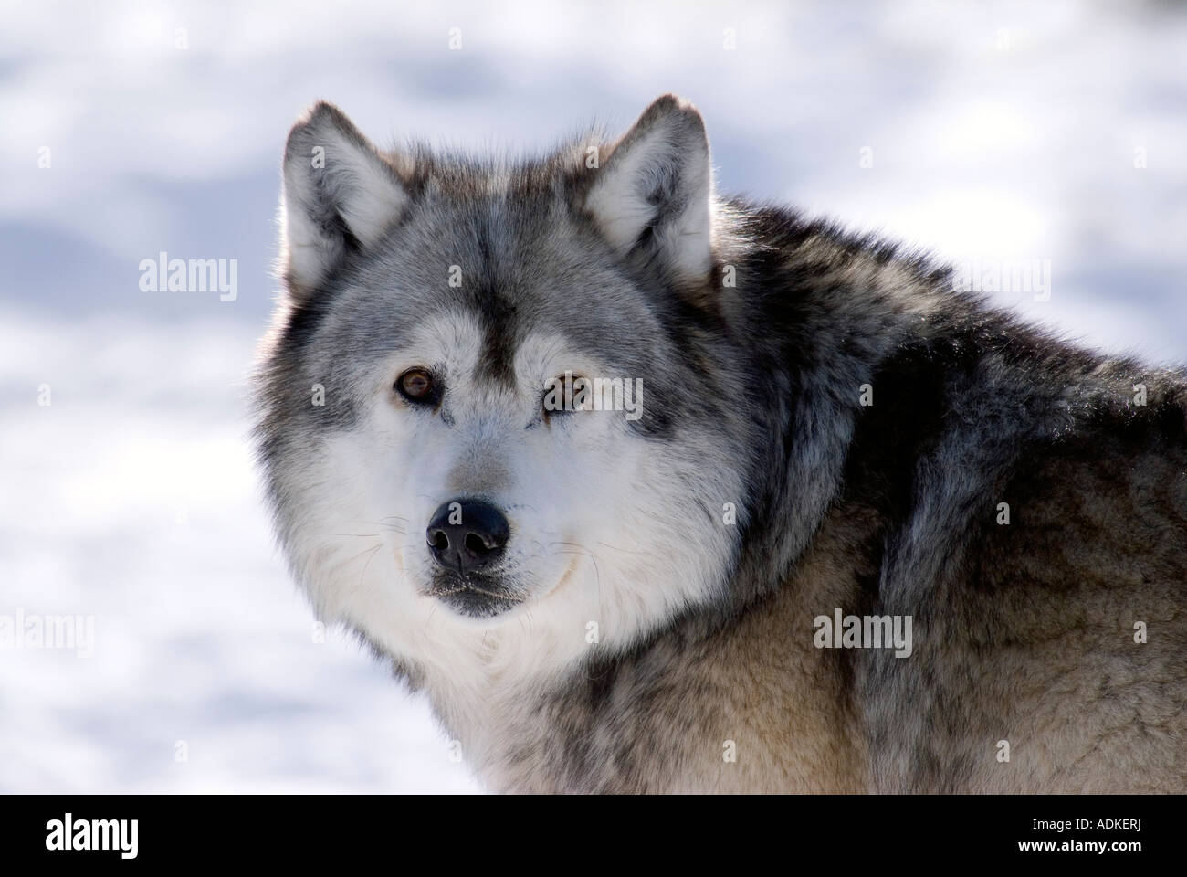 Captive Gray Wolf portrait winter Stock Photo - Alamy