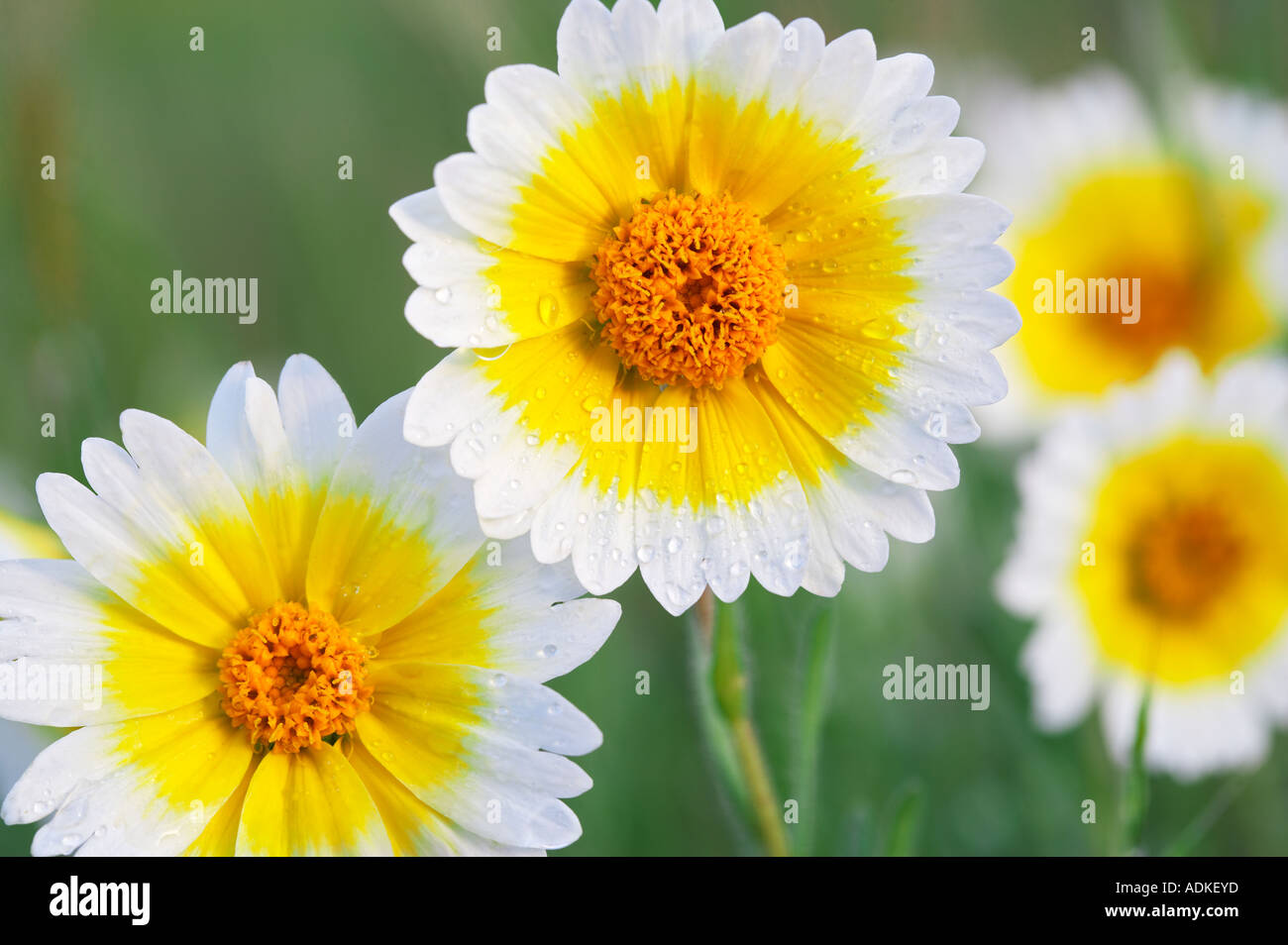 Tidy Tip Layia platyglossa Carrizo Plain National Monument California ...