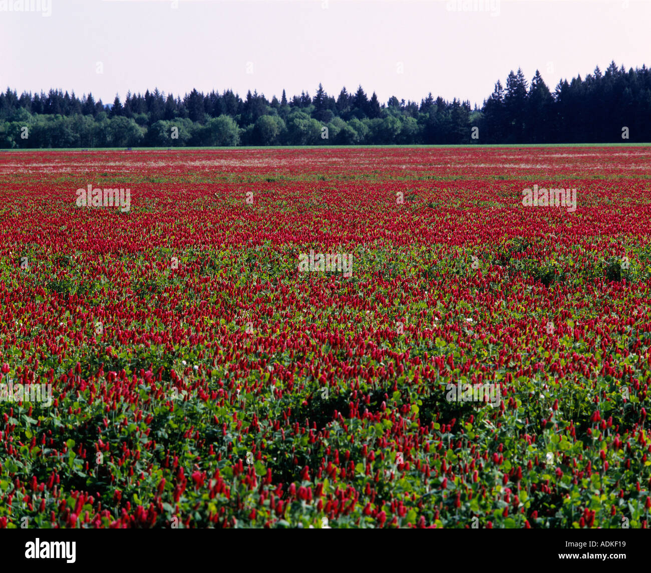 Meadow full flowers hi-res stock photography and images - Alamy