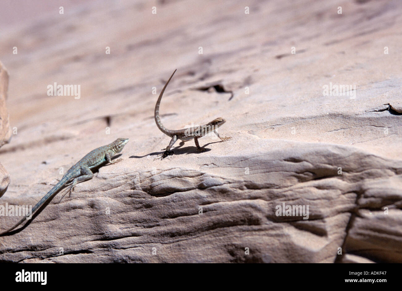Green Lizards On A Brown Desert Rock Stock Photo - Alamy