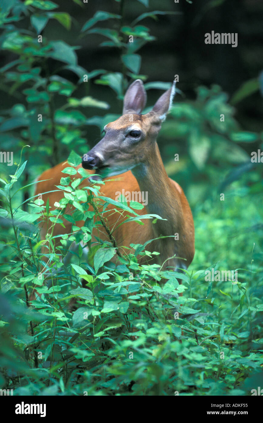 Green doe doe hi-res stock photography and images - Alamy