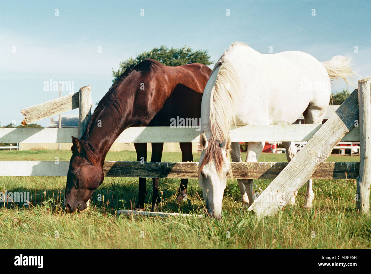 Horses in pen hi-res stock photography and images - Alamy