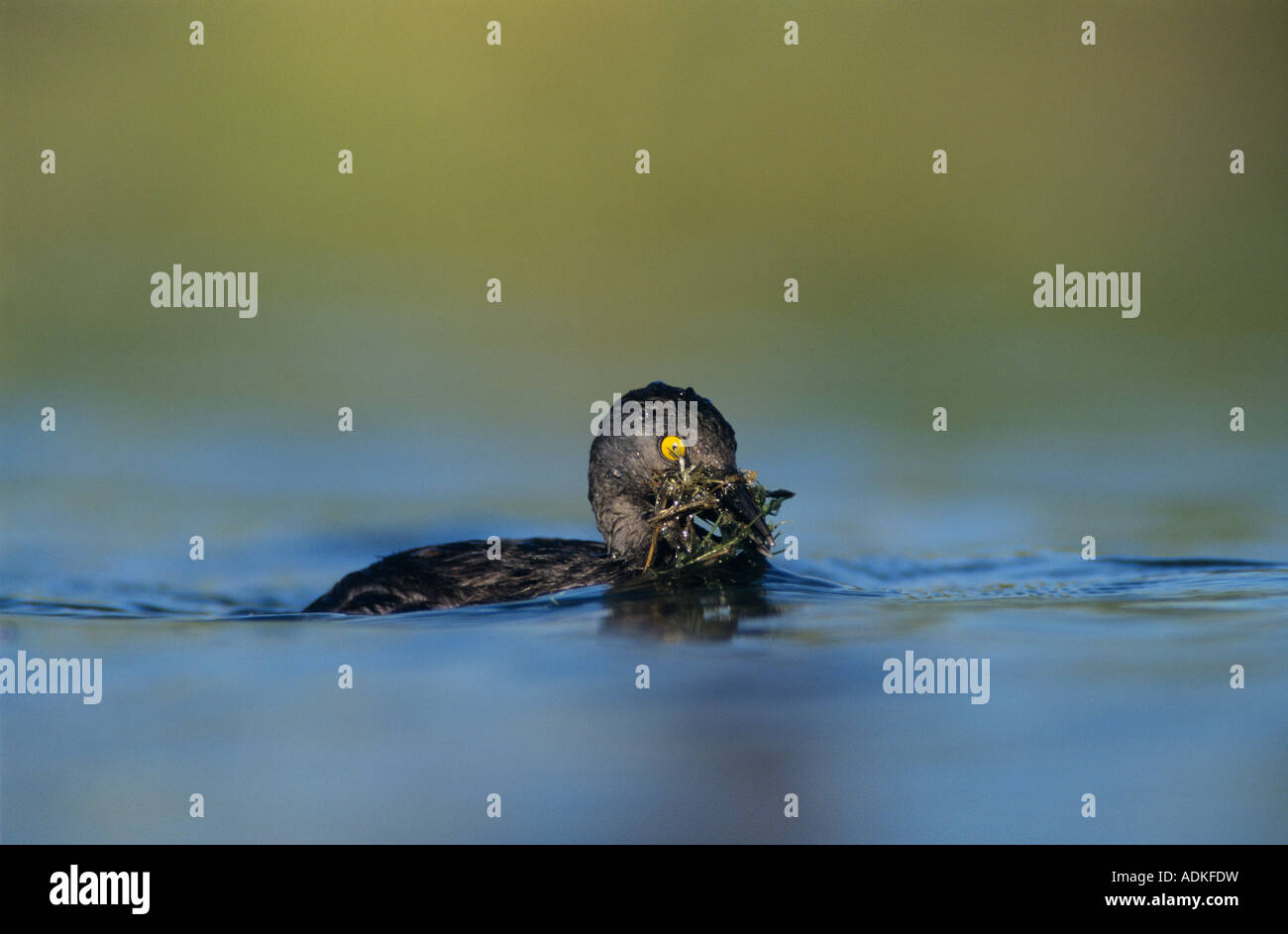 Least grebe Cut Out Stock Images & Pictures - Alamy