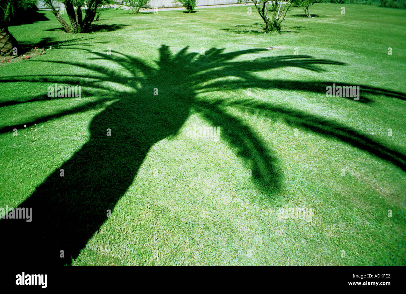 palm tree shadow on lawn Stock Photo - Alamy