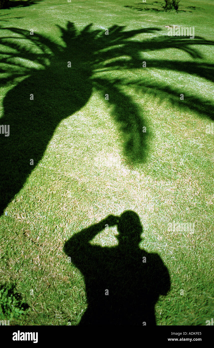 palm tree and man s shadow on lawn Stock Photo - Alamy