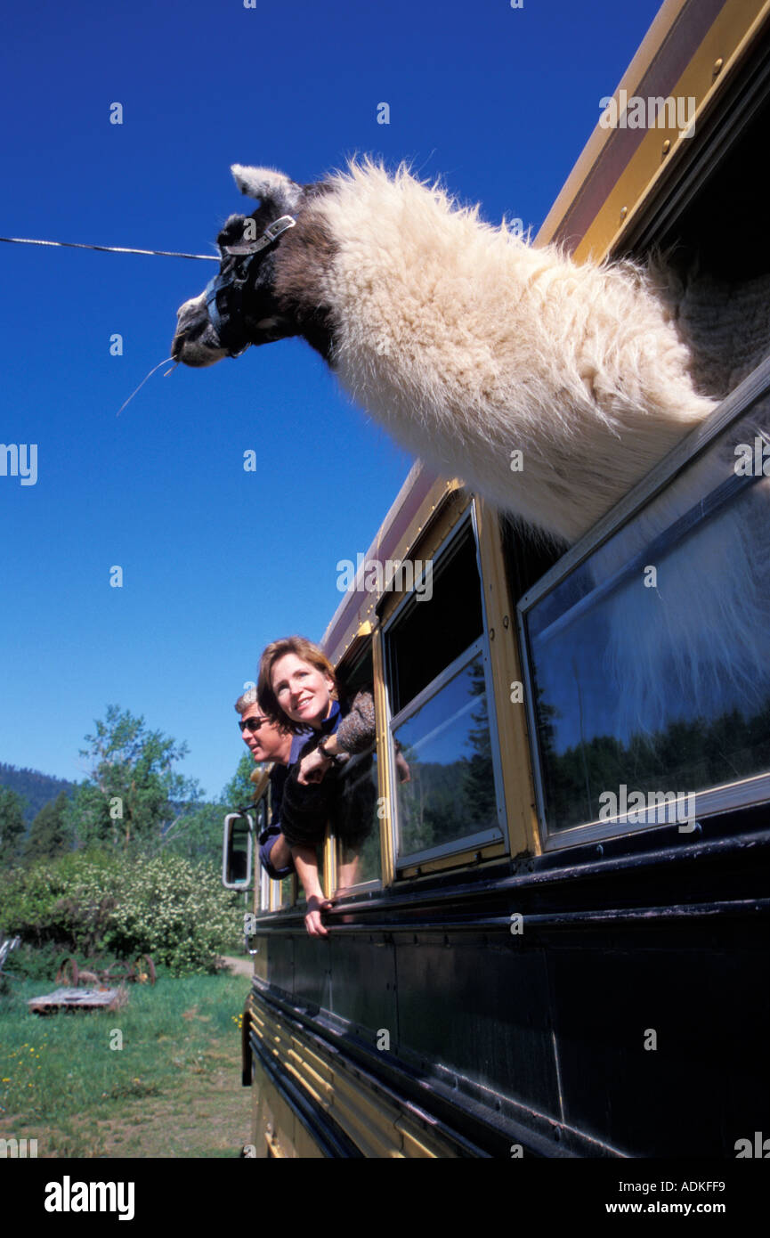 Sticking head out of a window hi-res stock photography and images - Alamy