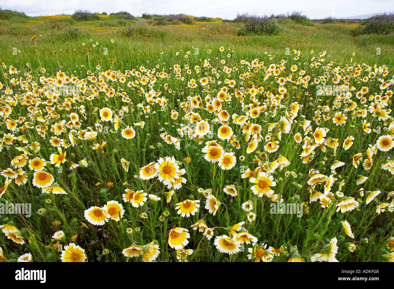 Tidy Tip Layia platyglossa Carrizo Plain National Monument California ...