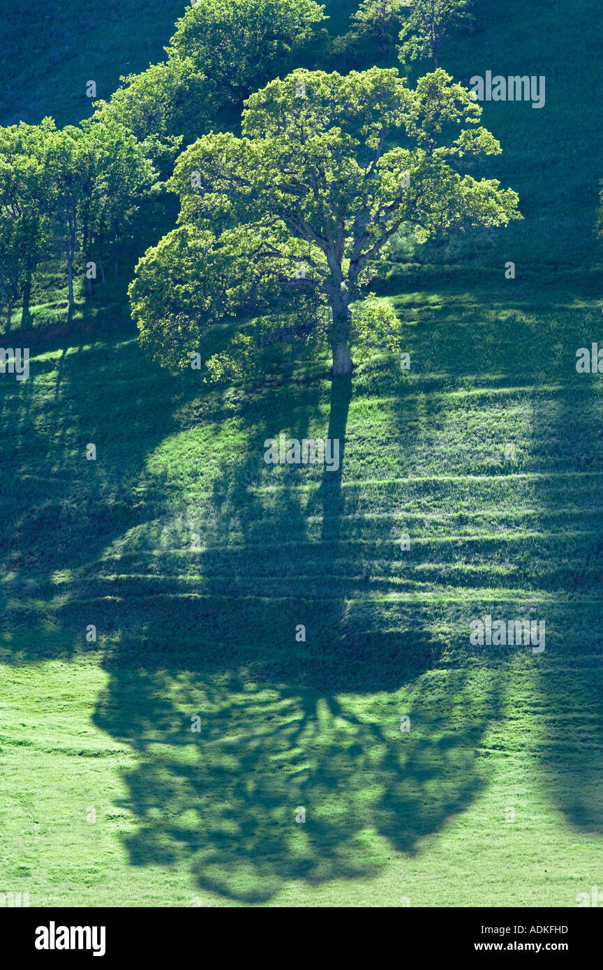 Backlit oak tree in spring Bear Valley Colusa County California Stock ...