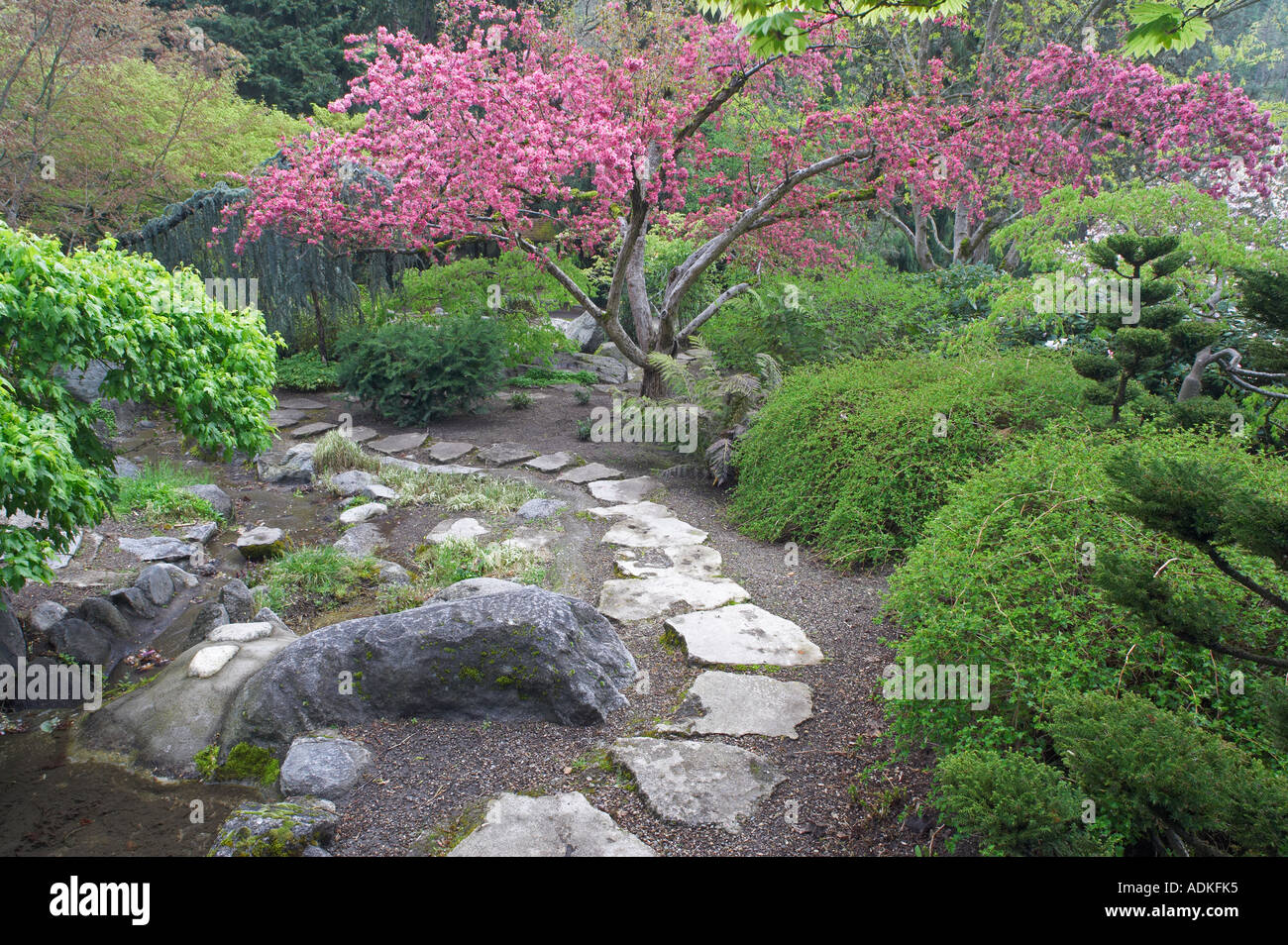 Stone path and flowering cherry tree in garden Lithia Park Ashland ...