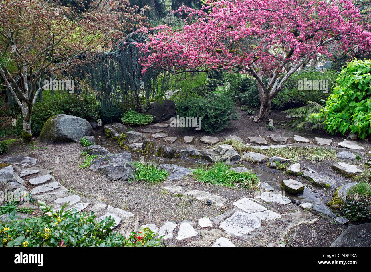 Stone path and flowering cherry tree in garden Lithia Park Ashland ...
