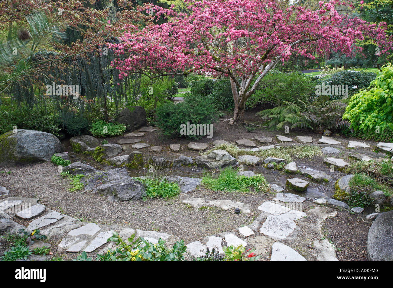 Stone path and flowering cherry tree in garden Lithia Park Ashland ...