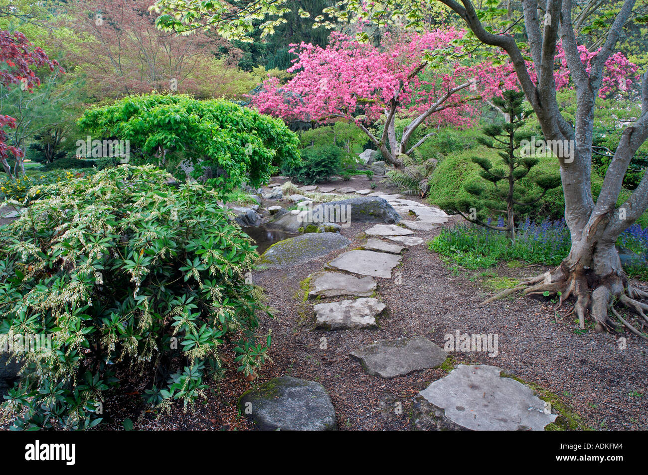 Stone path and flowering cherry tree in garden Lithia Park Ashland ...