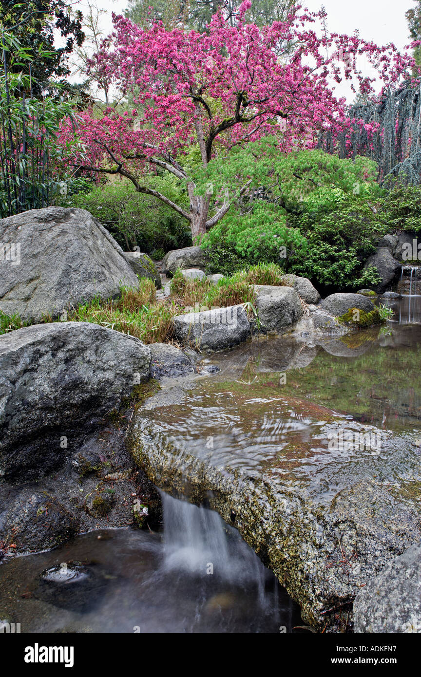 Waterfalls and flowering cherry tree in garden Lithia Park Ashland ...