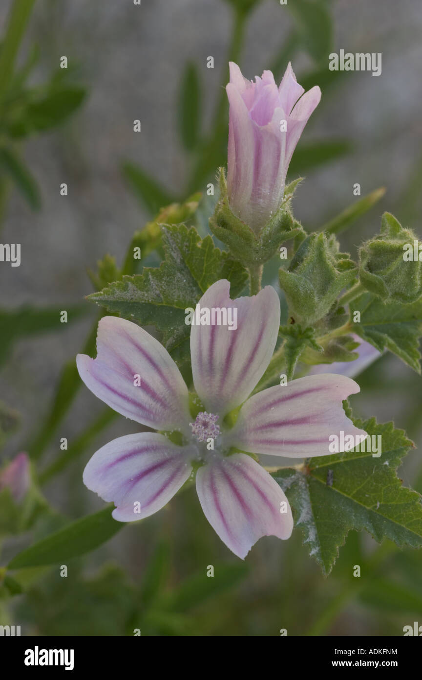 Small Tree Mallow - Lavatera cretica Stock Photo - Alamy