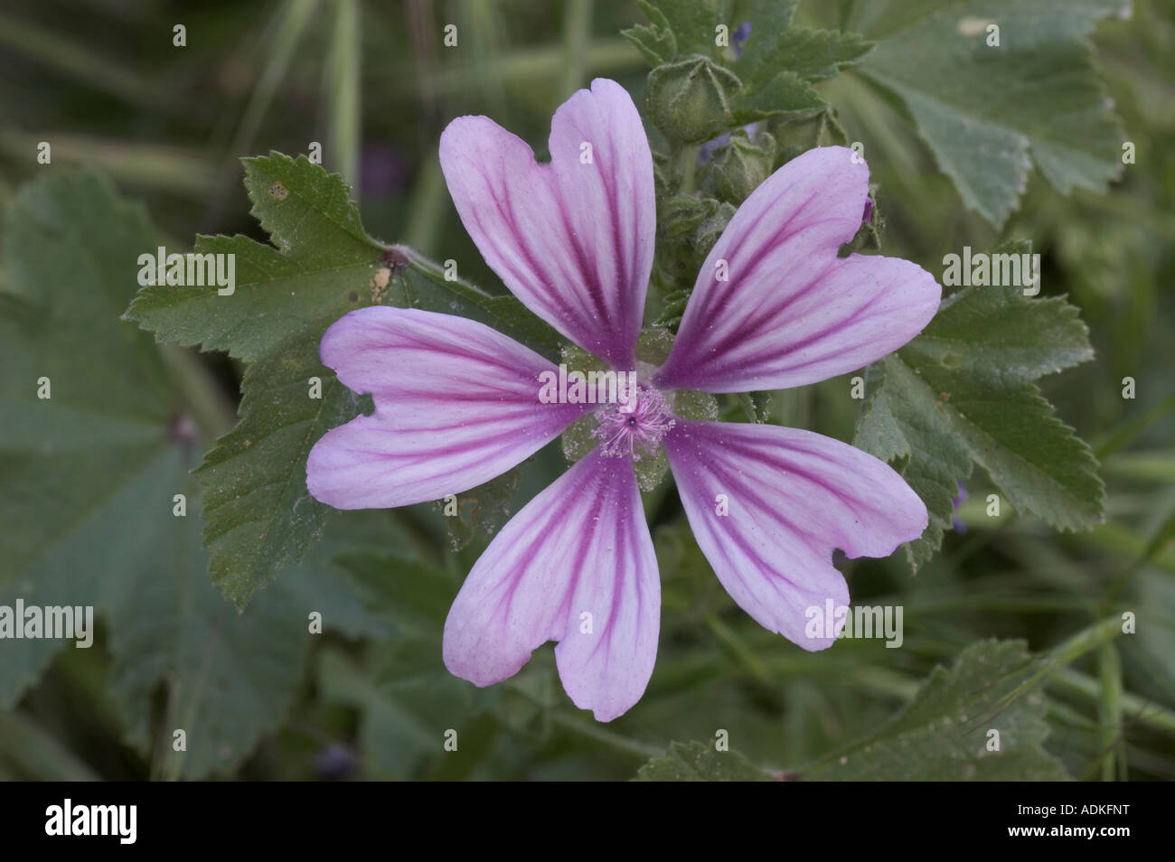 Common Mallow - Malva sylvestris Stock Photo - Alamy