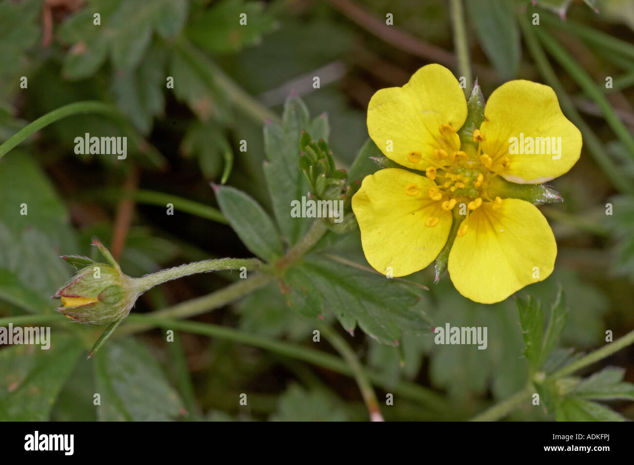 Tormentil - Potentilla erecta Stock Photo - Alamy