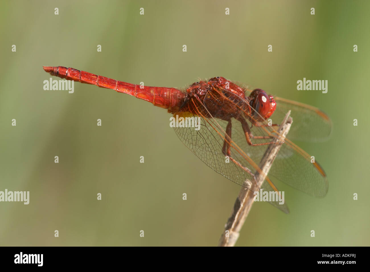 Crocothemis erythraea hi-res stock photography and images - Alamy