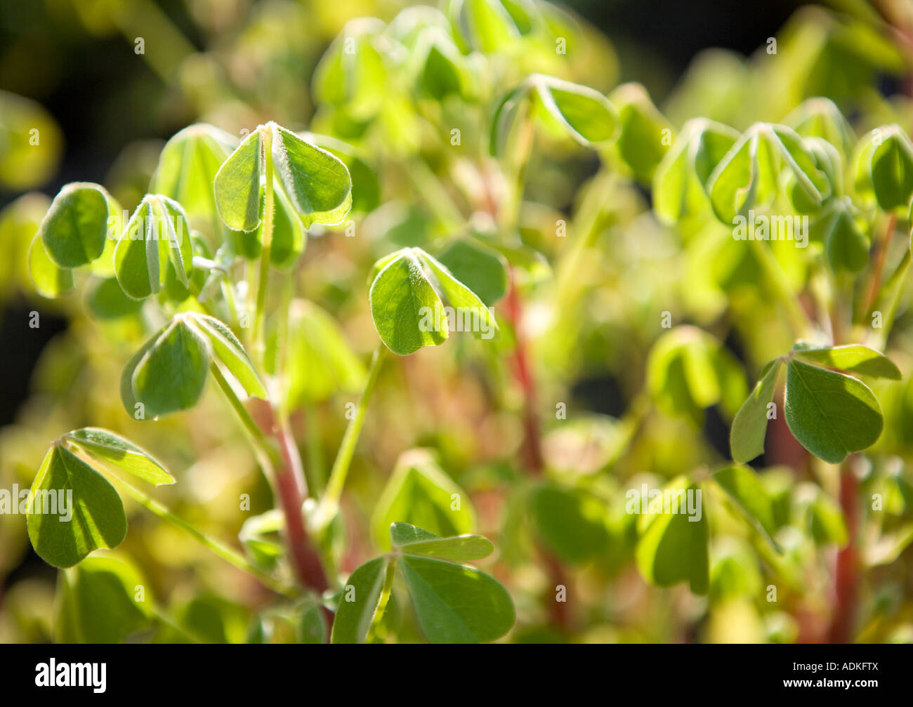 Oca oxalis tuberosa hi-res stock photography and images - Alamy