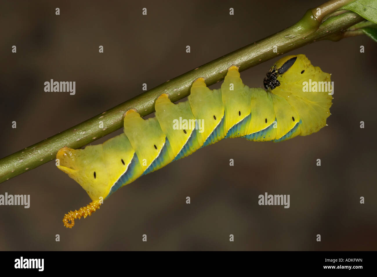 Death's Head Hawk Moth larva - Acherontia atropos - green form Stock ...