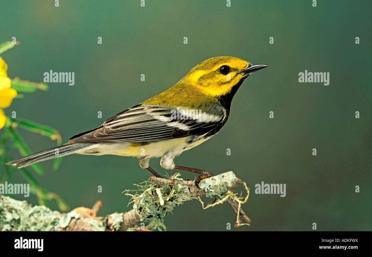 Dendroica virens virens hi-res stock photography and images - Alamy