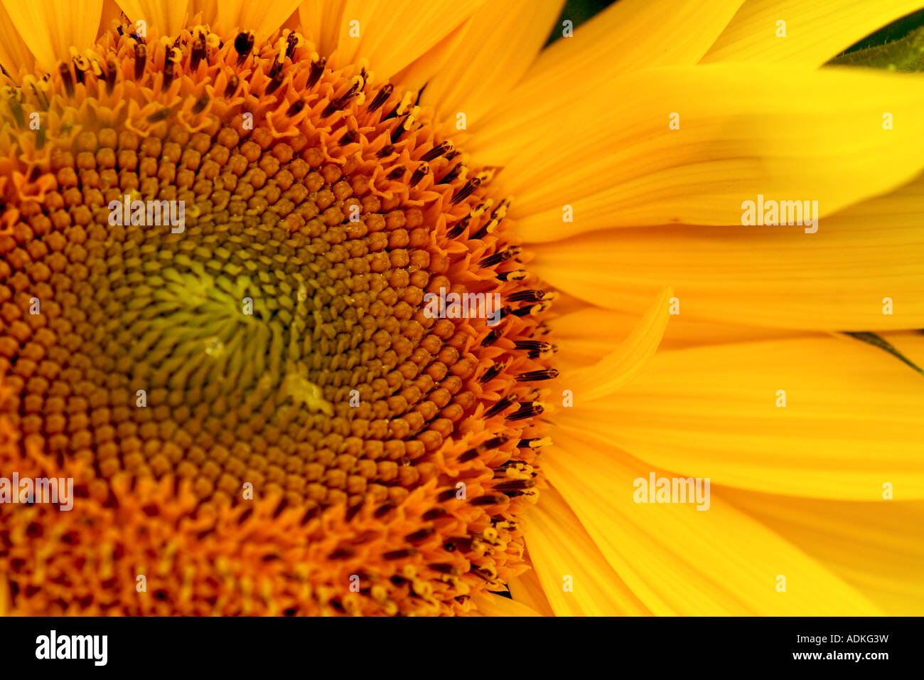 flower of sunflower, macro, differential focus Stock Photo - Alamy