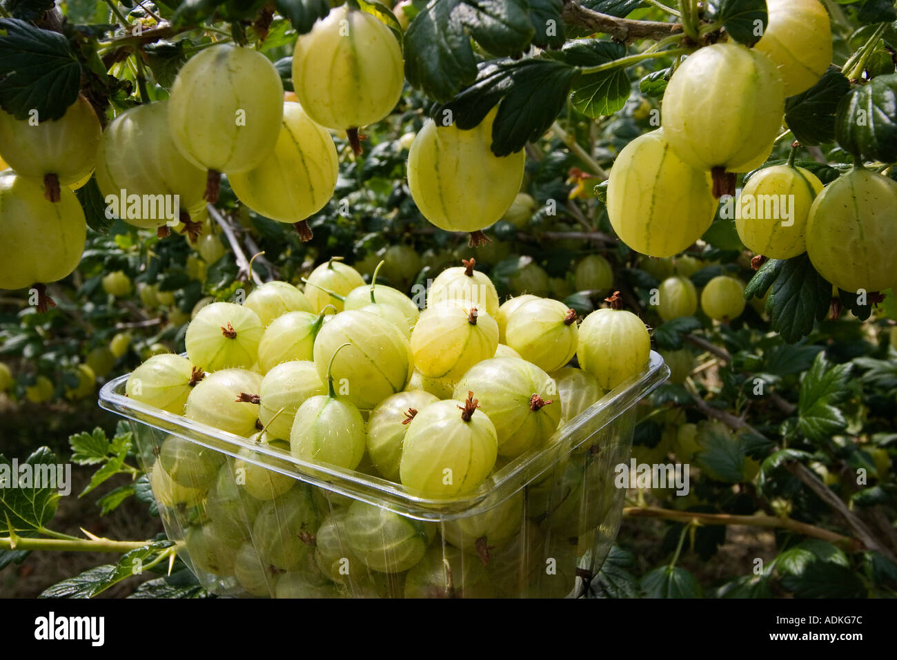 Punnet of golden ripe gooseberries under a growing gooseberry bush in ...
