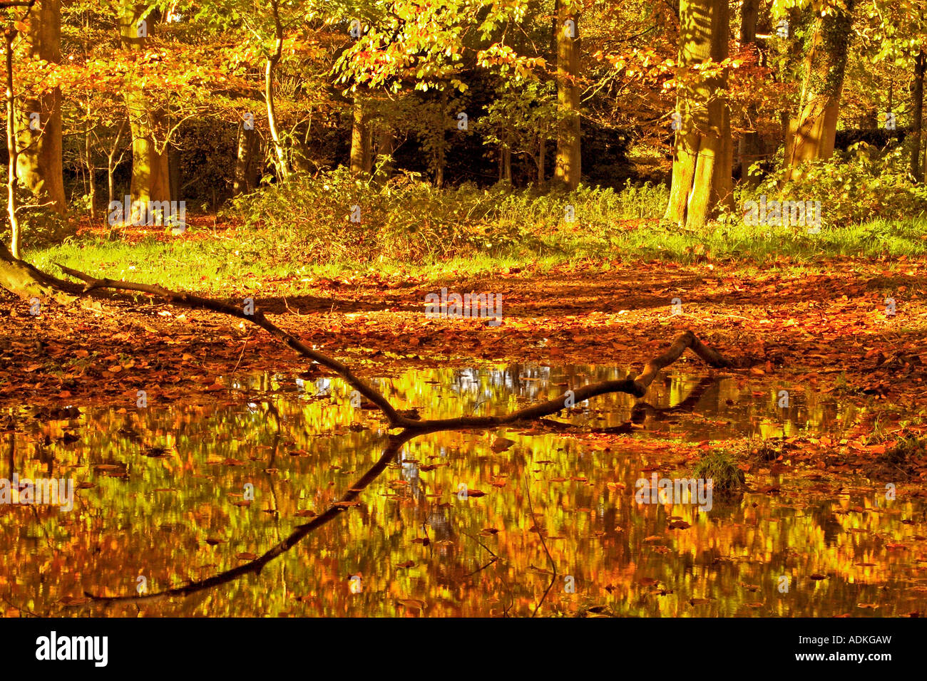 Woodland Norfolk, golden autumn colours, yellow beech trees and their ...