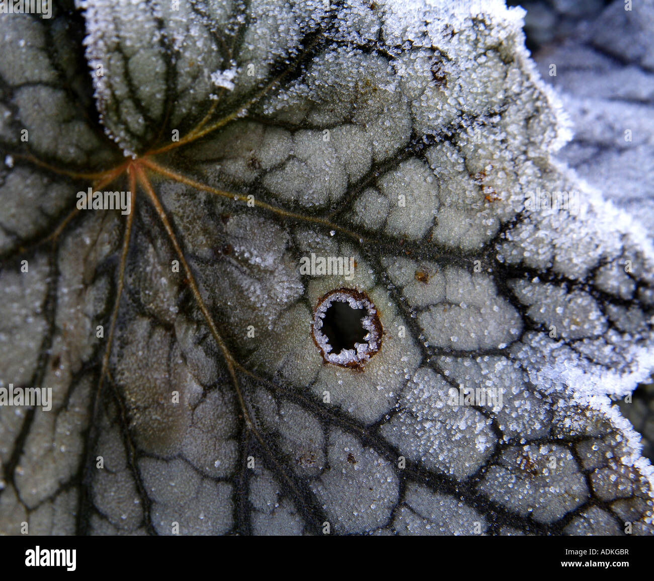 Leave with pattern of frost Stock Photo - Alamy