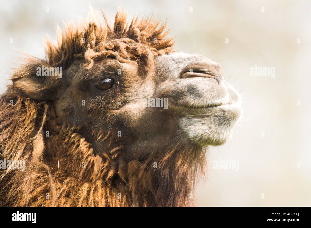 Bactrian Camel (camelus bactrianus Stock Photo - Alamy