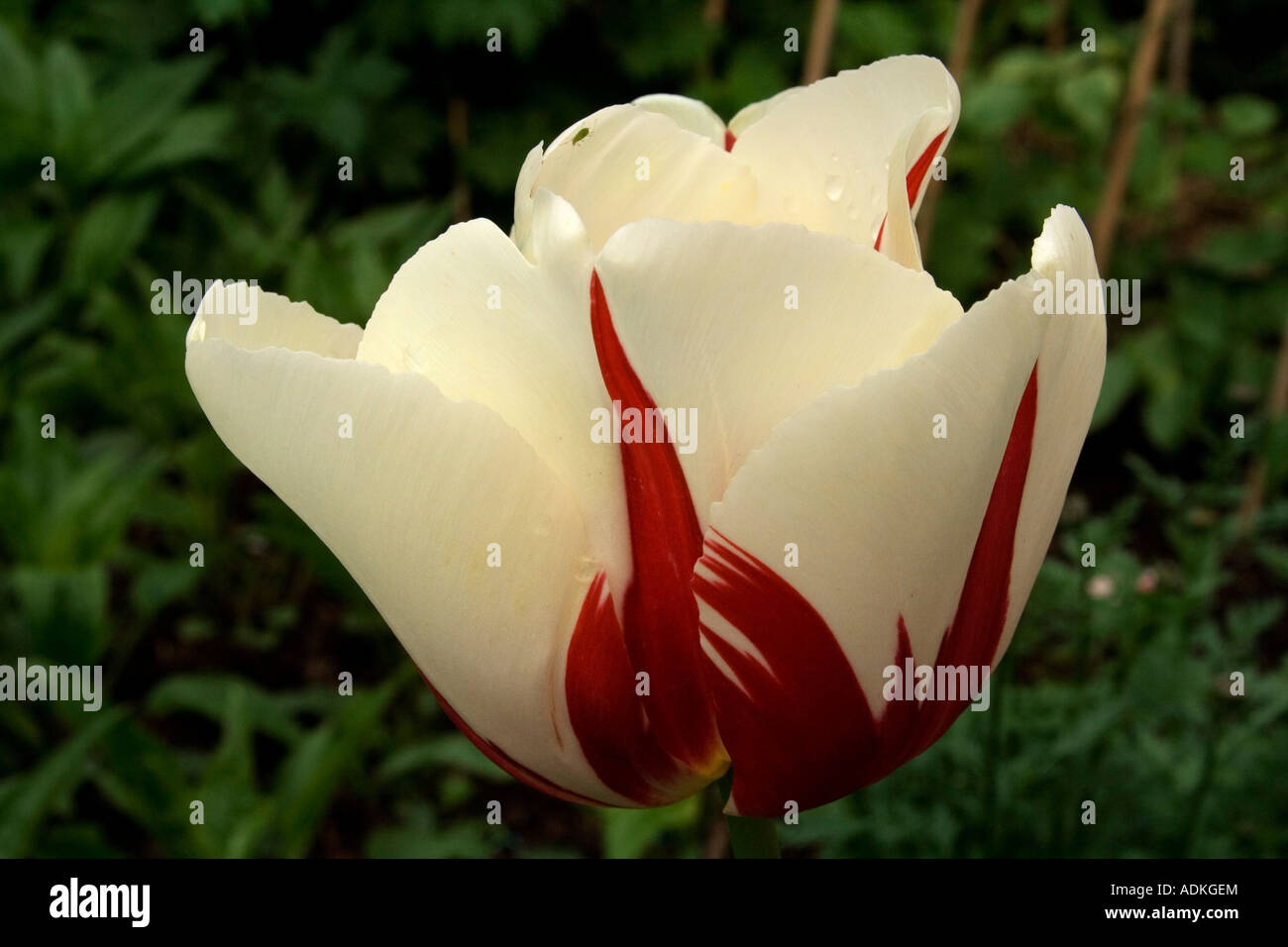 Flower head of the white tulip with red patches, Spring 2007 Stock ...