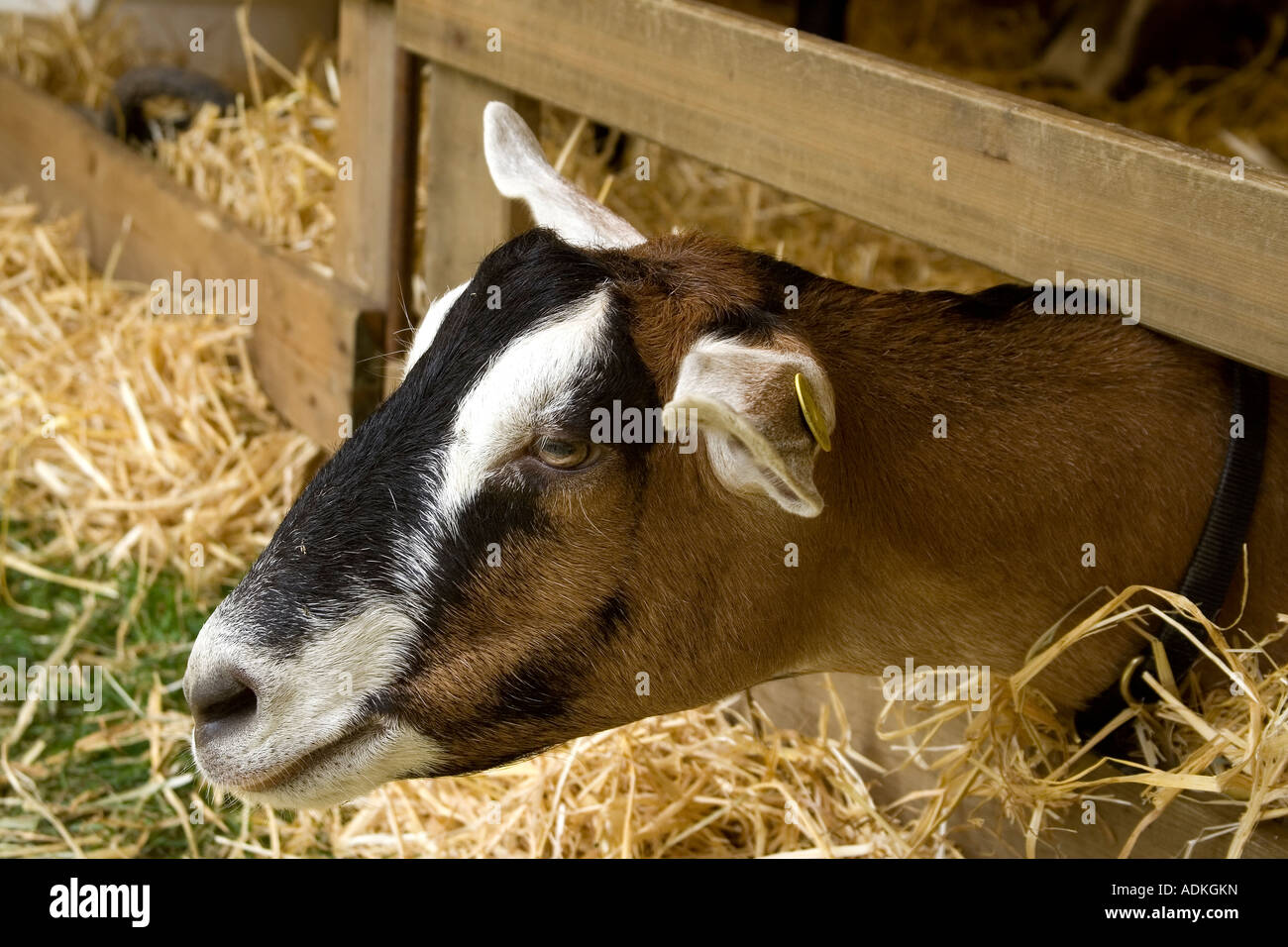 Goat head at the Royal Norfolk agricultural show Stock Photo - Alamy