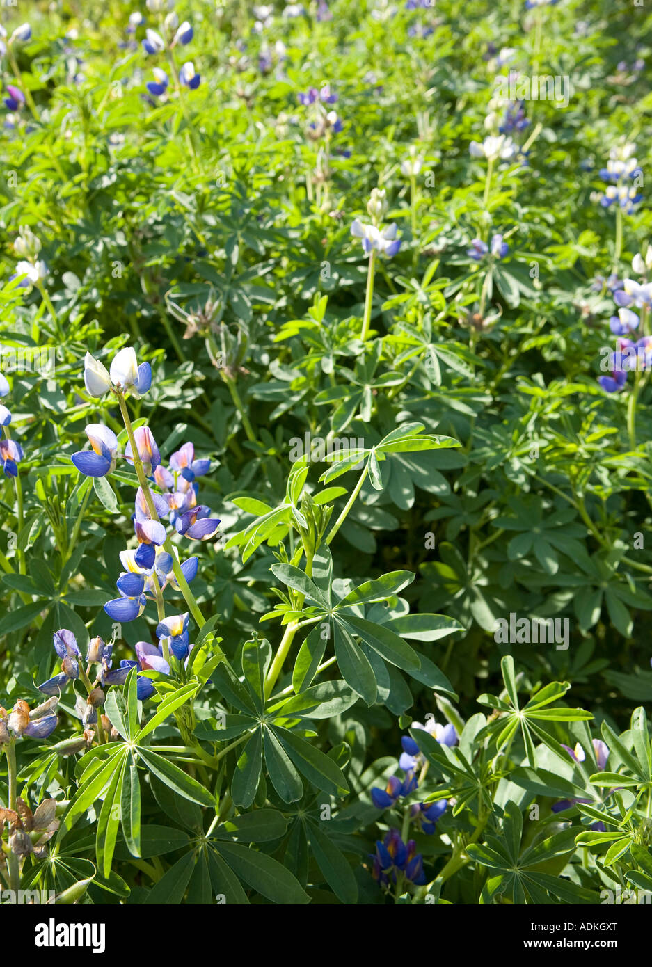 Lupinus mutabilis tarwi hi-res stock photography and images - Alamy