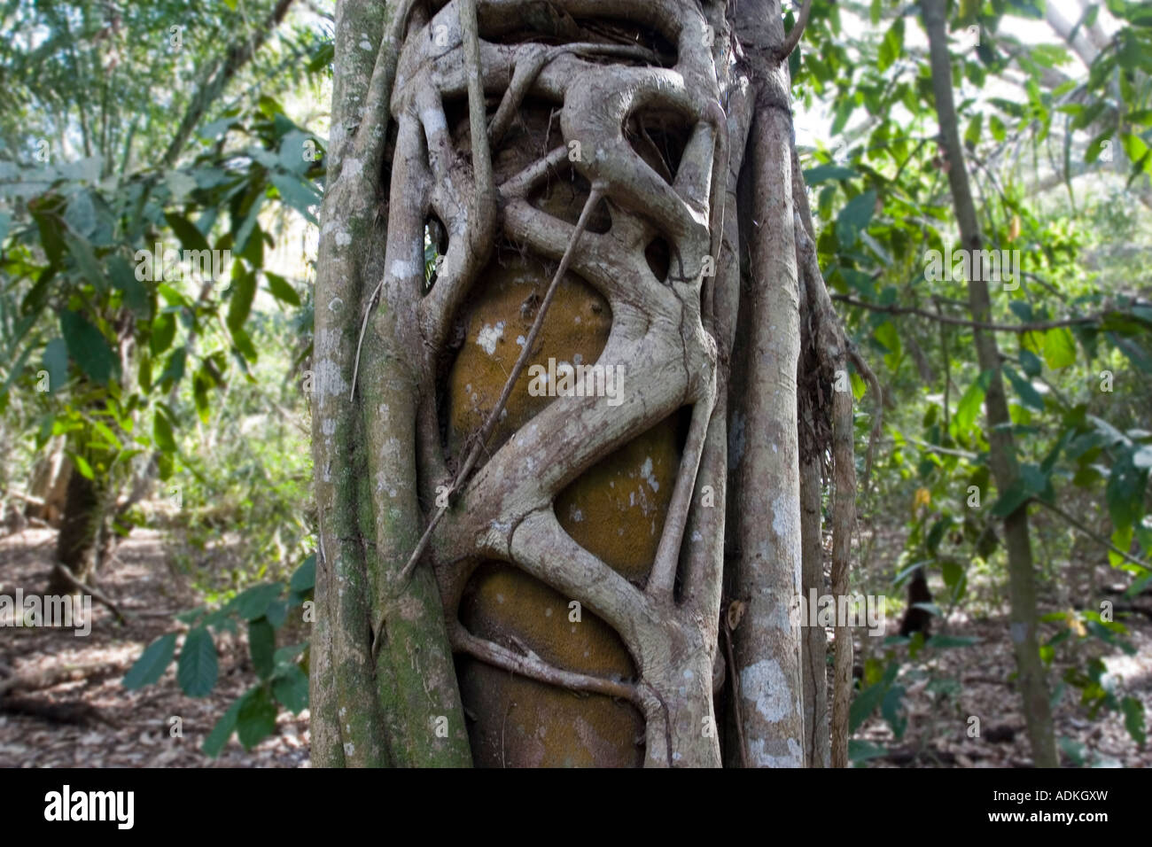 Strangling Aerial Roots