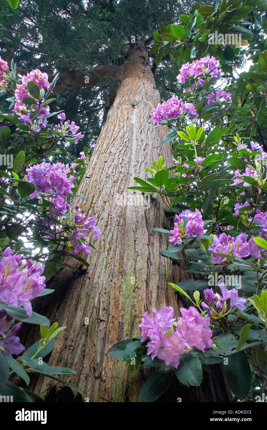 Rhododendron and Cedar tree Crystal Springs Rhododendron Garden ...