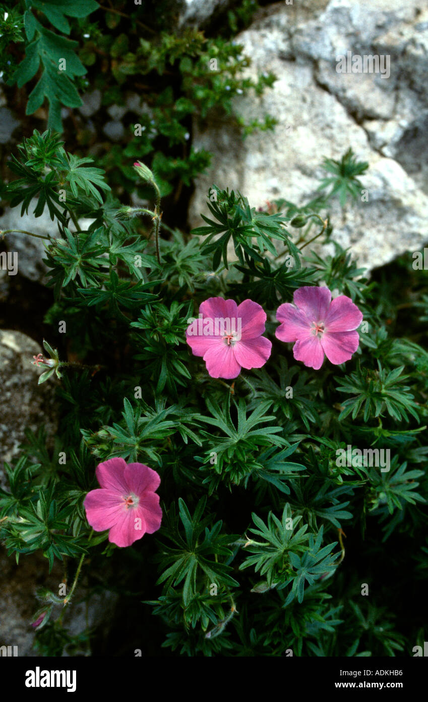 Geranium palmatum hi-res stock photography and images - Alamy