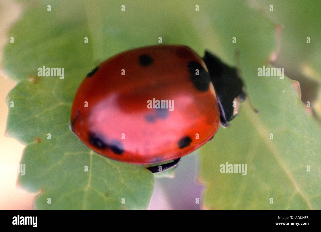 ladybird ladybug beetle bug coccinella septempunctata adults Stock ...