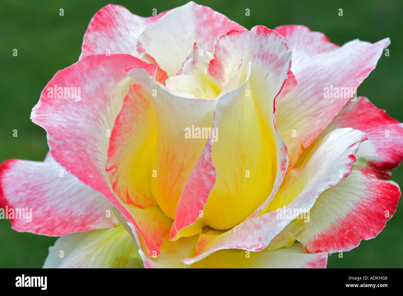 Red and yellow rose Oregon Stock Photo - Alamy