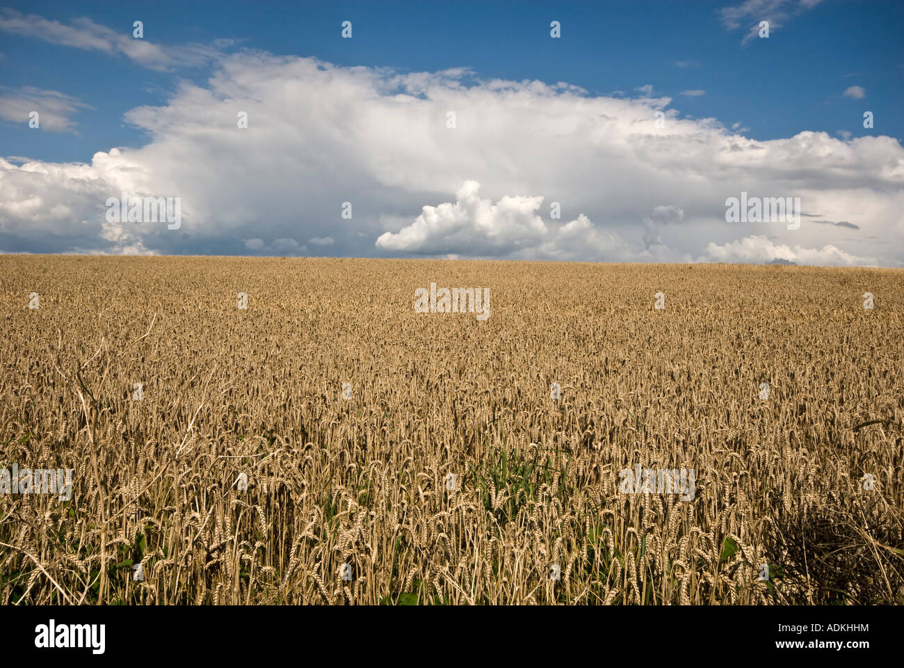 CORN FIELD CLOUDS BLUE SKY MINIMAL Stock Photo - Alamy