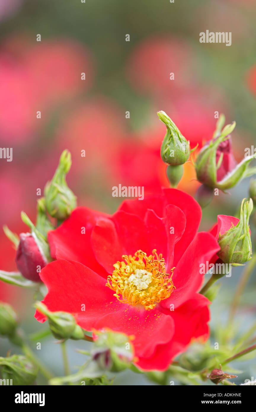 Bassino rose hi-res stock photography and images - Alamy