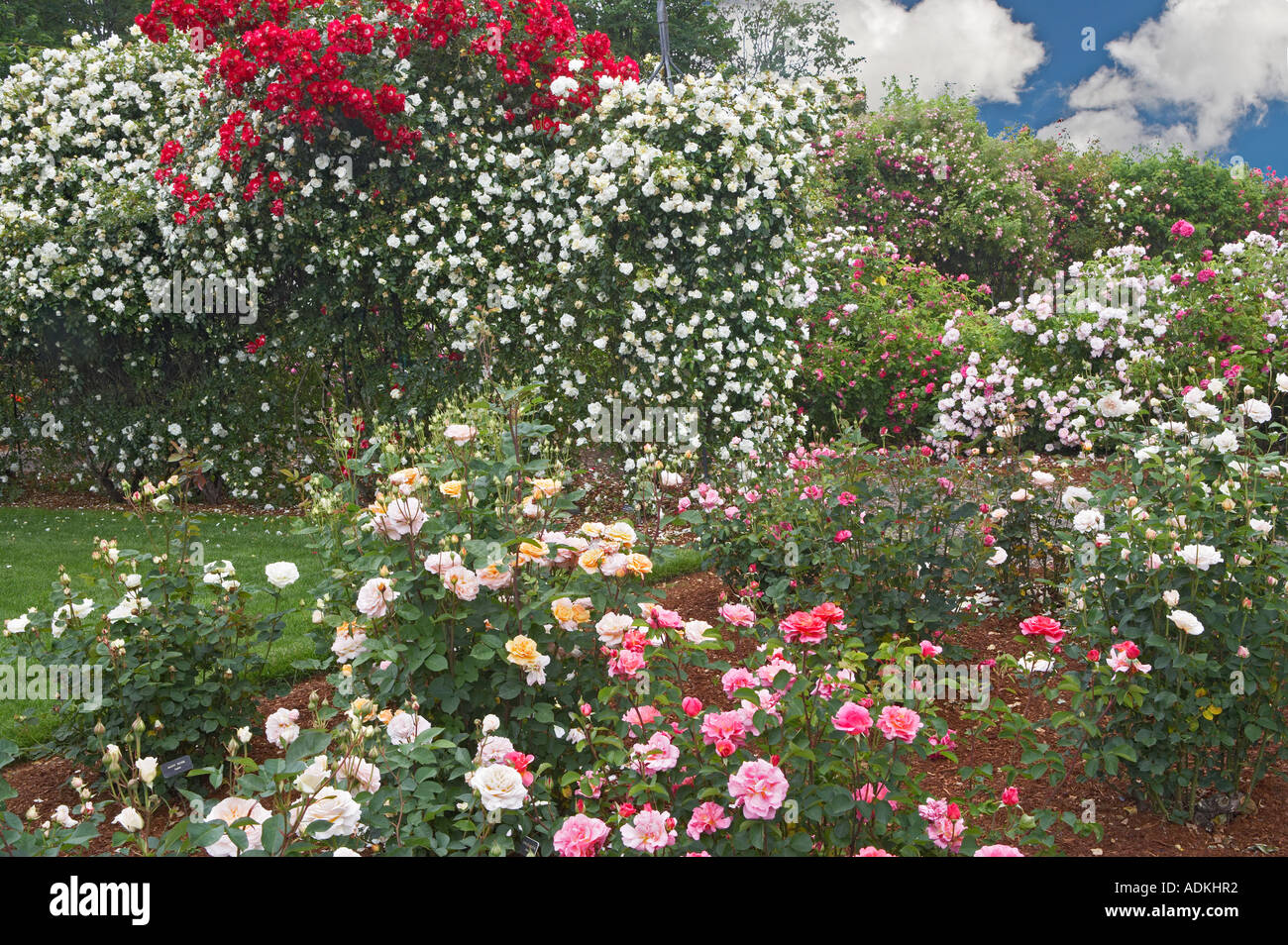 Display garden of roses at Heirloom Gardens Oregon Stock Photo - Alamy