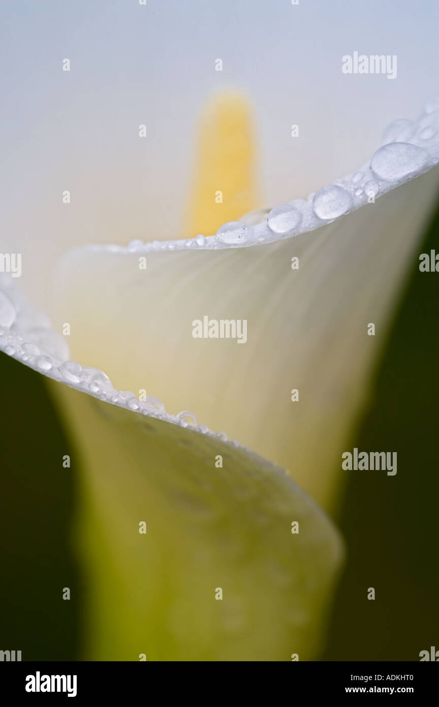 Wet Calla Lily High Resolution Stock Photography and Images - Alamy
