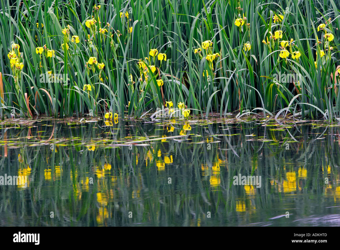 Iris on pond at Bonneville fish hatchery Oregon Stock Photo - Alamy
