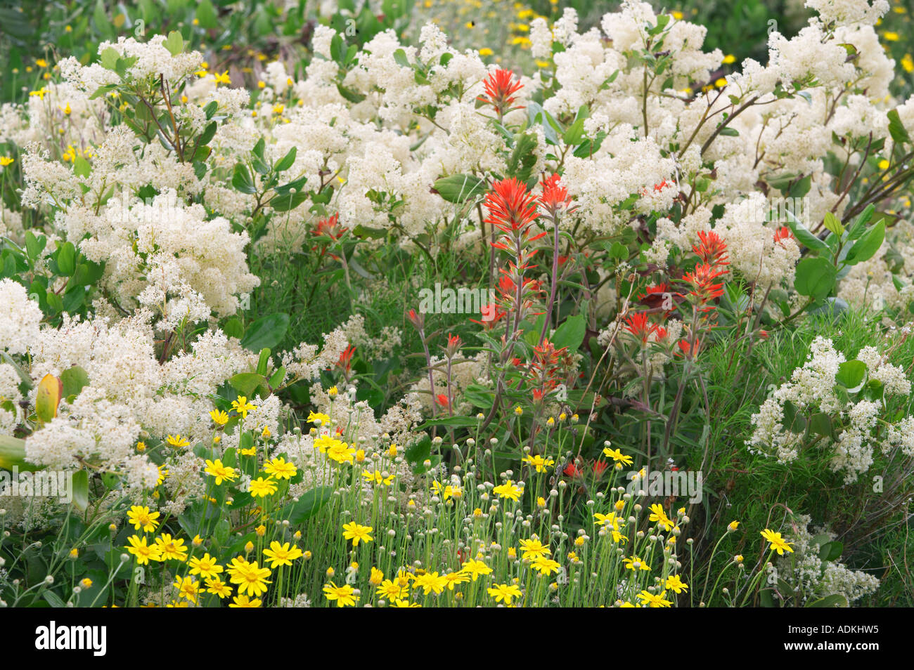 Wild flowers after forest fire hi-res stock photography and images - Alamy