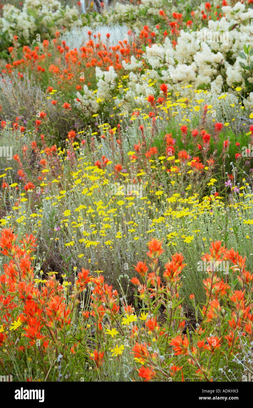 Wild flowers after forest fire hi-res stock photography and images - Alamy
